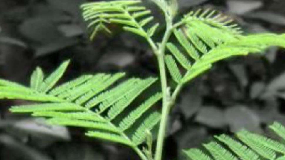 importance of shami tree and worship on saturday | शनि के कोप से बचाता ...